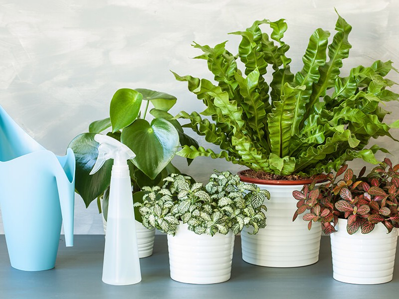 Keep Your Indoor Plants Flourishing All Year Around - West Somerset ...