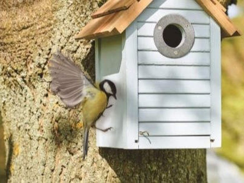 Choose the right Bird Box for your garden. - West Somerset Garden Centre