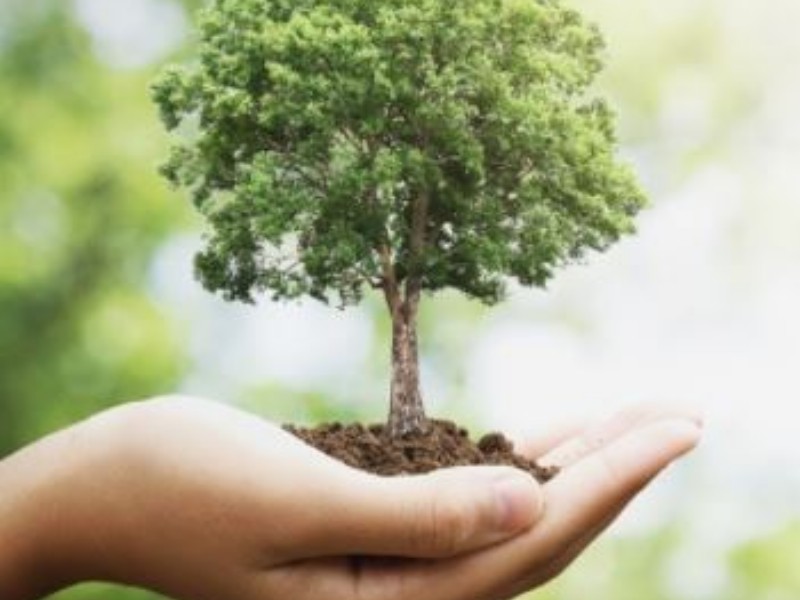 How to plant a tree - West Somerset Garden Centre