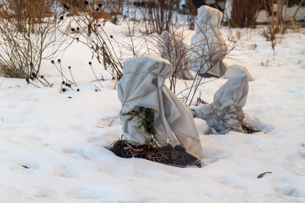 How to Insulate Your Plants and Protect Roots During Winter - West ...