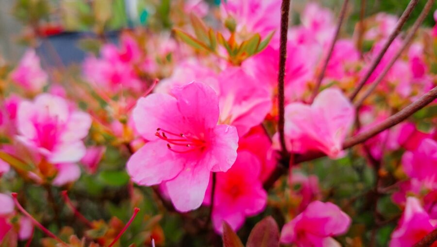 How to Use Japanese Azaleas in Garden Design - West Somerset Garden Centre